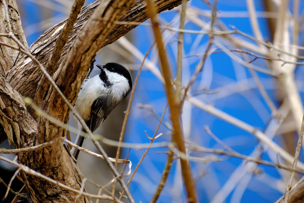 Black-capped Chickadee – Adult Male – Boreal Pixel